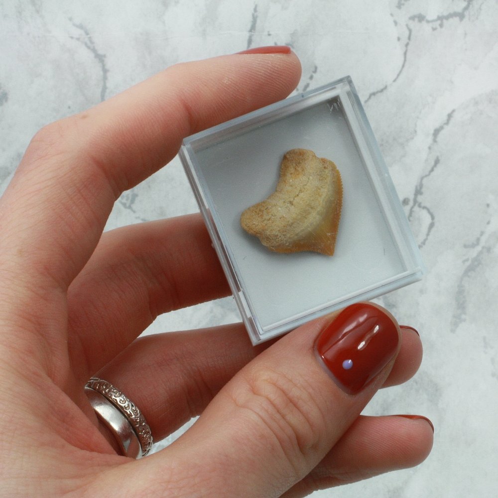 Fossilised Crow Shark Corax Tooth - Small